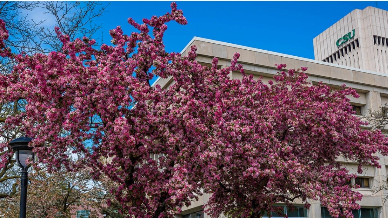 Enroll | Cleveland State University